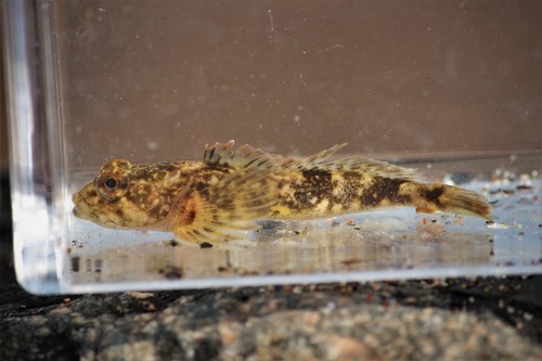 Slimy sculpin (Fish of Alberta) · iNaturalist