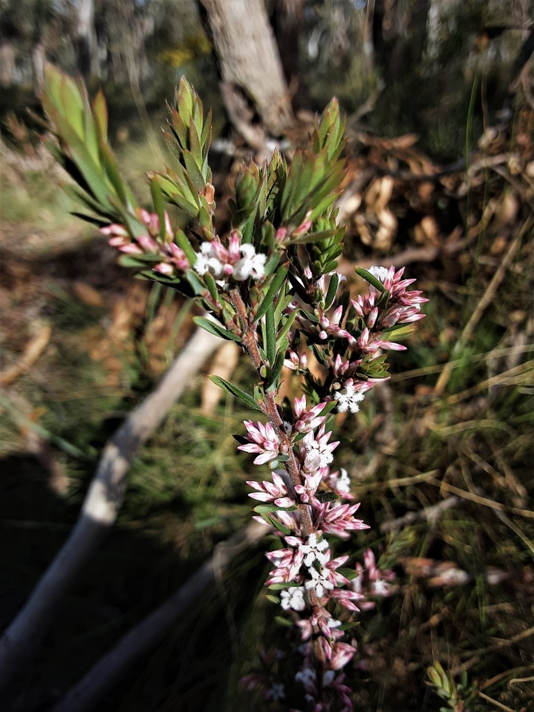 Bearded Heath from Winburndale NSW 2795, Australia on September 9, 2021 ...