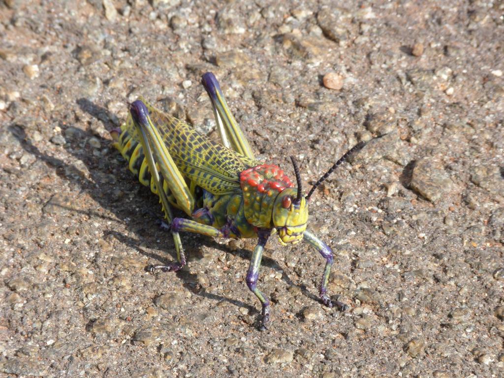 Redsaddle Milkweed Locust (Grasshoppers, Locusts and allies of South ...