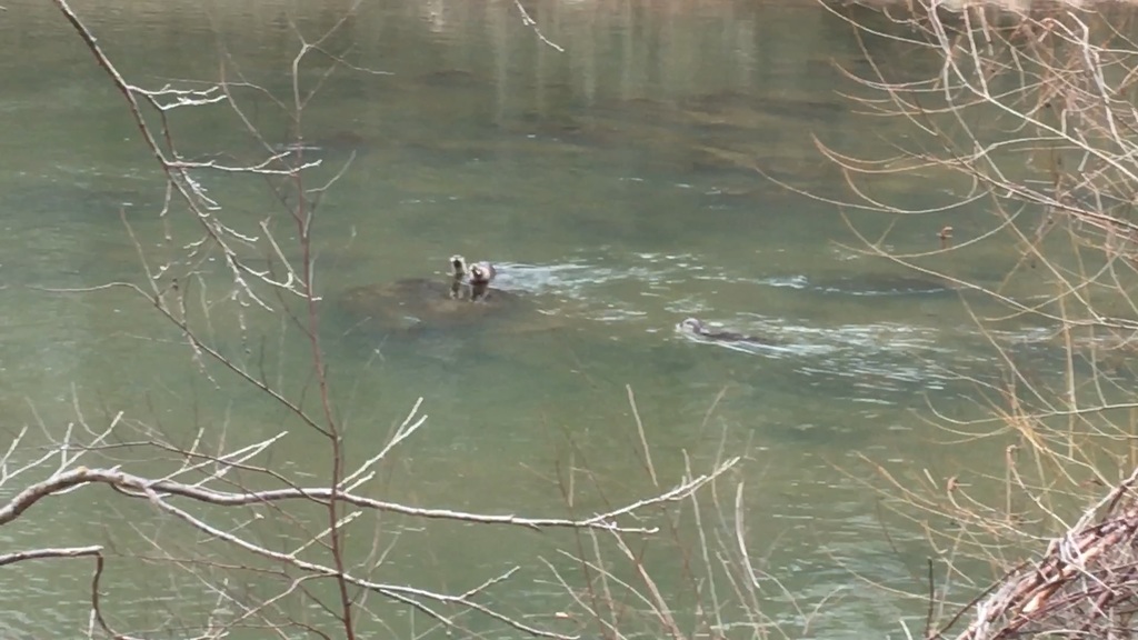 North American River Otter from Riverview Park Charlottesville VA on ...