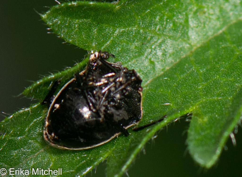 White-margined Burrower Bug from Montpelier, VT 05602, USA on July 7 ...