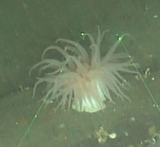 Cribrinopsis fernaldi Siebert & Spaulding, 1976