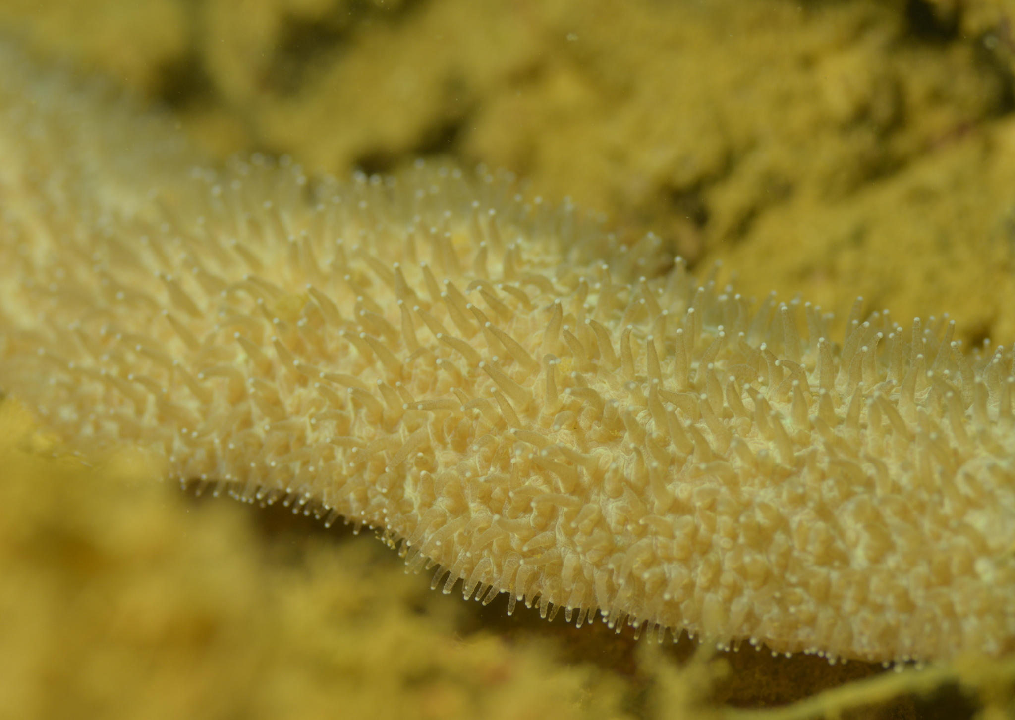 Polyphyllia Blainville, 1830