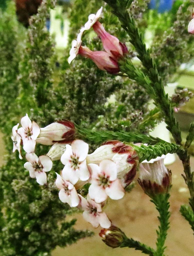 heath-sissie from Bredasdorp Flower show: original location unknown on ...