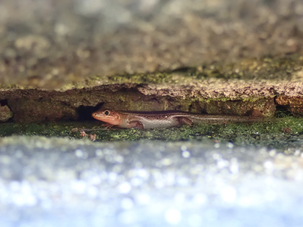 Bermuda Rock Lizard in August 2021 by Ben Eddy · iNaturalist