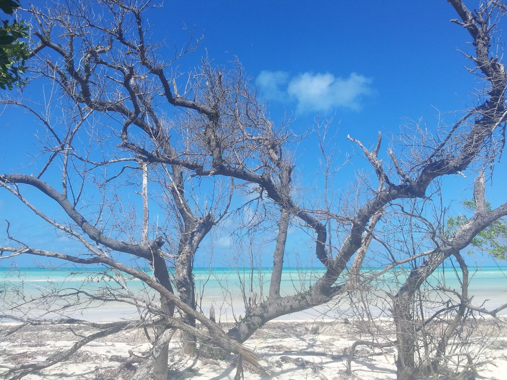 Mangle prieto desde Playa Cayo Coco el 15 de febrero de 2018 a las 12: ...