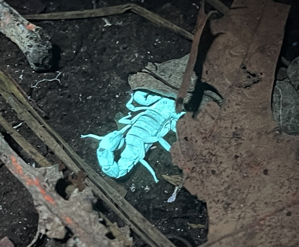 Southern Devil Scorpion from Athens, GA, US on September 09, 2021 at 08 ...