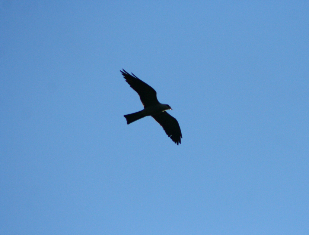 Mississippi Kite from Veterans Park, Lexington, KY, USA on May 30, 2021 ...
