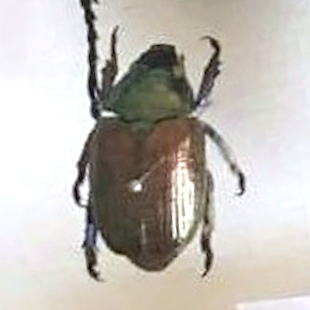 Christmas Beetles from Mareeba QLD 4880, Australia on January 21, 2015 ...