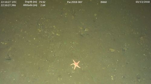 Vermilion Star (Waterways of BC's Central Coast (a MLNEP guide ...