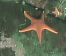 Vermilion Star (Waterways of BC's Central Coast (a MLNEP guide ...