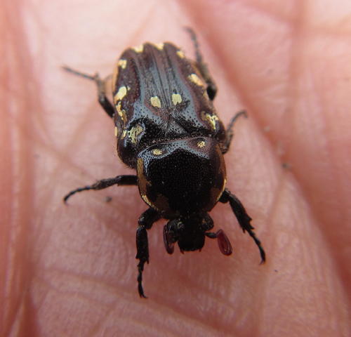 Genus Cymophorus · iNaturalist