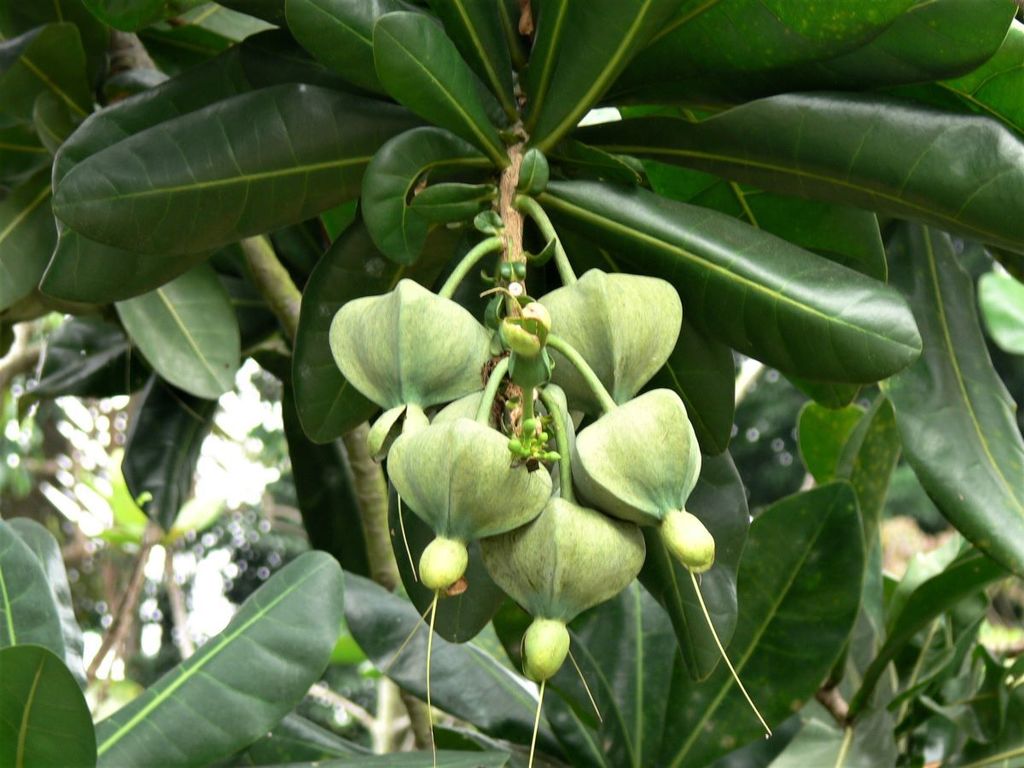 Fish Poison Tree from Tanglin, Singapore on March 13, 2010 at 01:32 PM ...