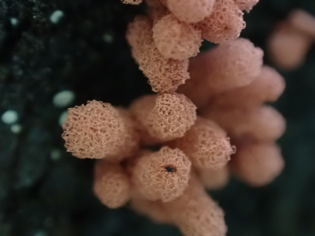 Arcyria minuta (protozoans of the USA) · iNaturalist