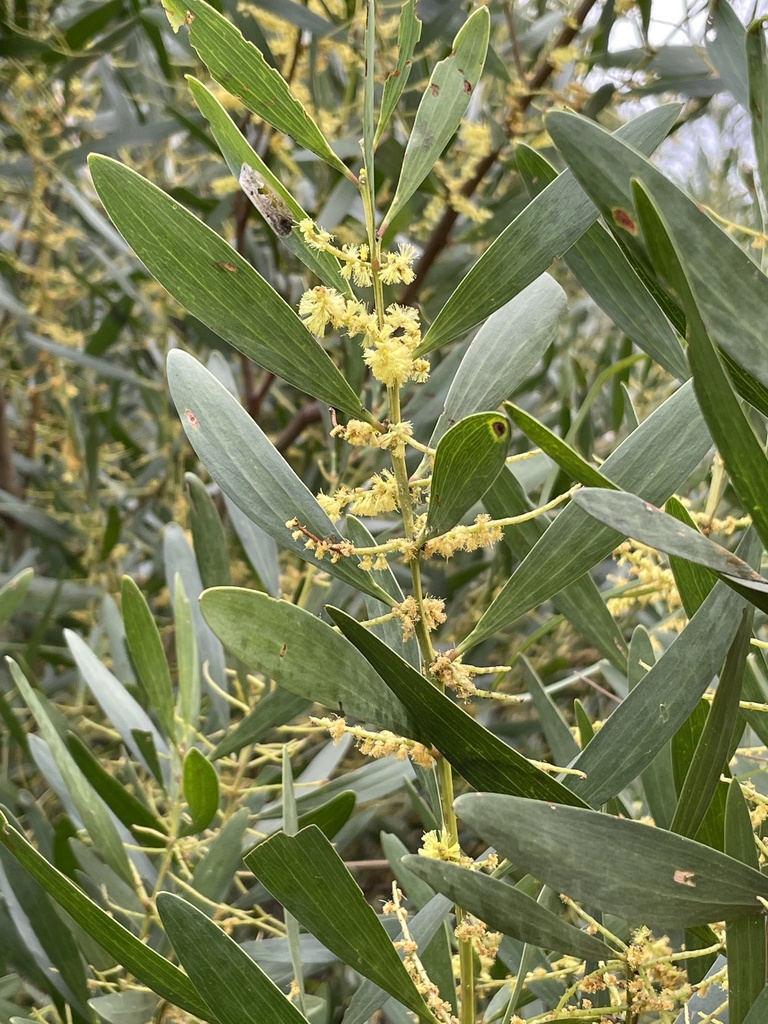 coastal wattle from Baxter Park, Frankston South, VIC, AU on September ...