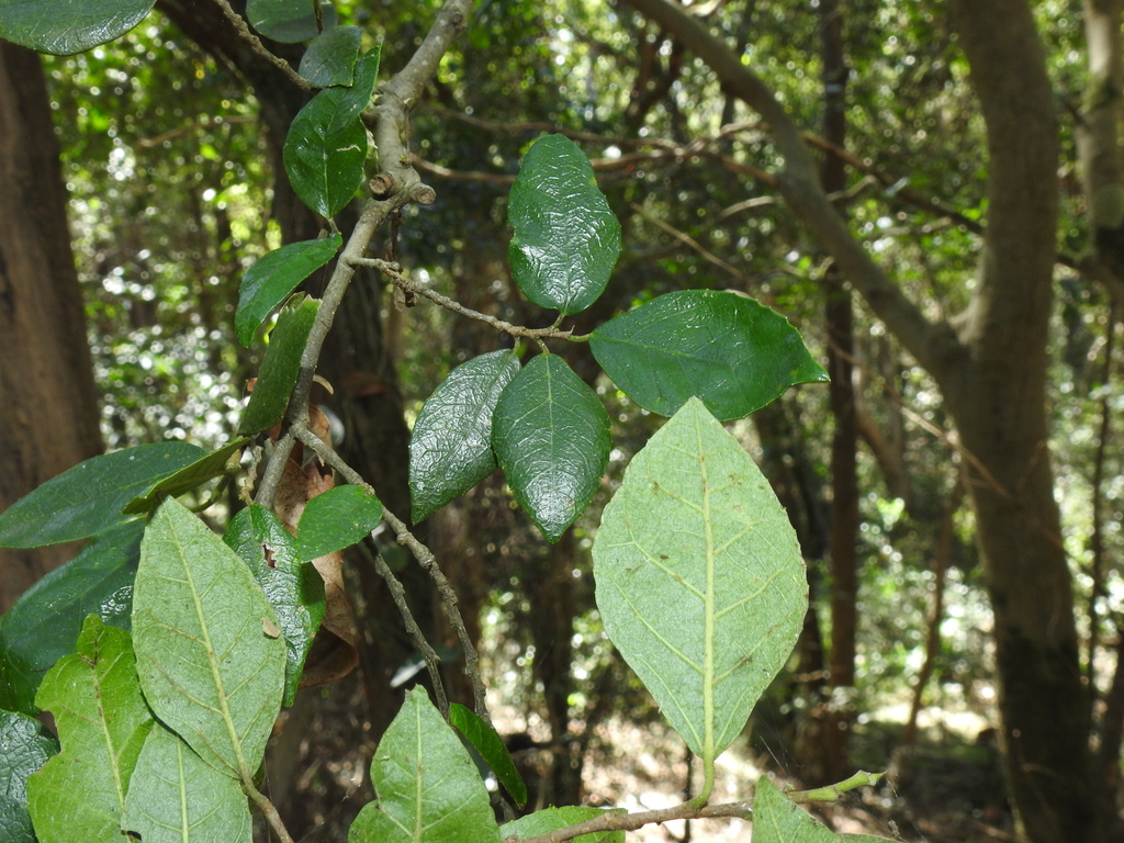 whalebone tree from Bauple Forest QLD 4650, Australia on September 10 ...