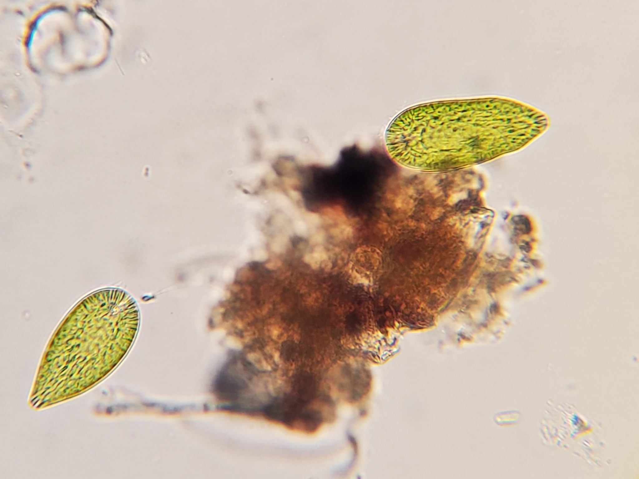 Gonyostomum semen (Ehrenb.) Diesing