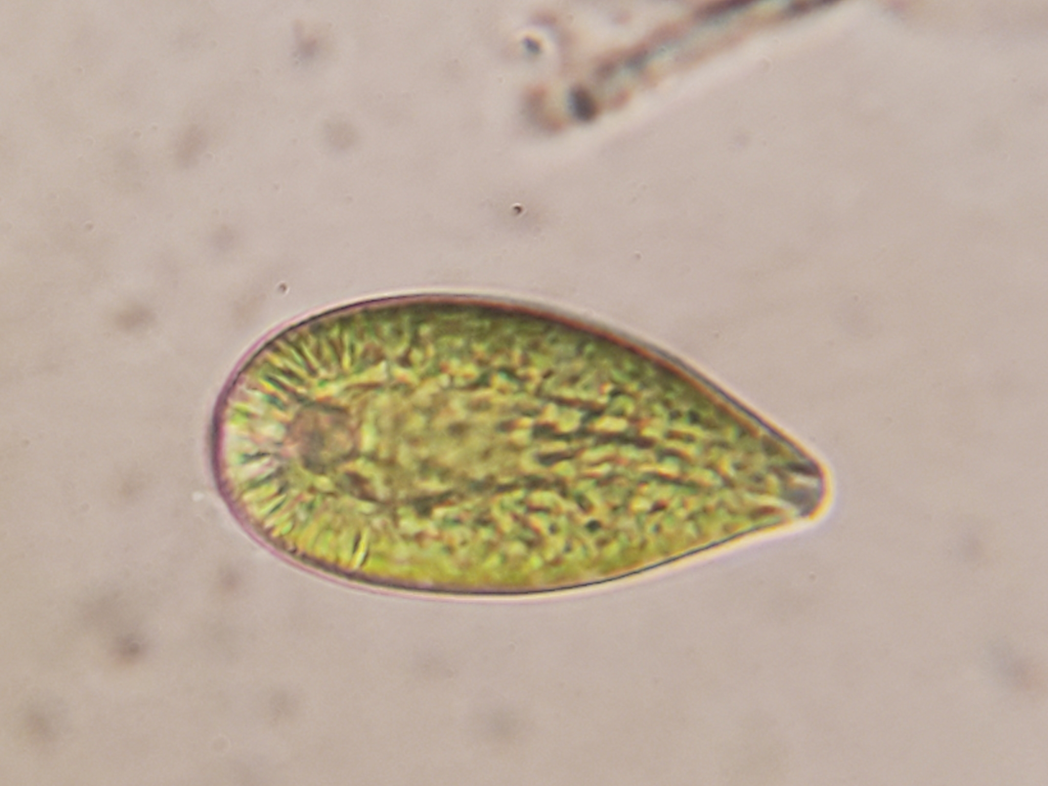 Gonyostomum semen (Ehrenb.) Diesing