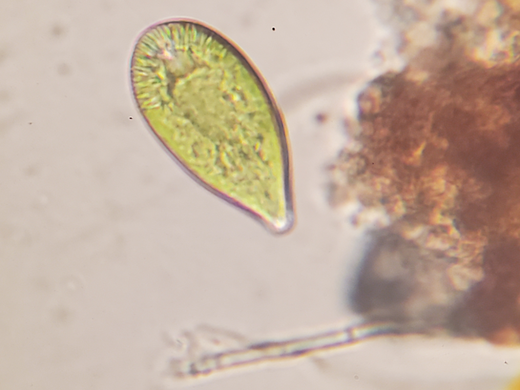 Gonyostomum semen (Ehrenb.) Diesing