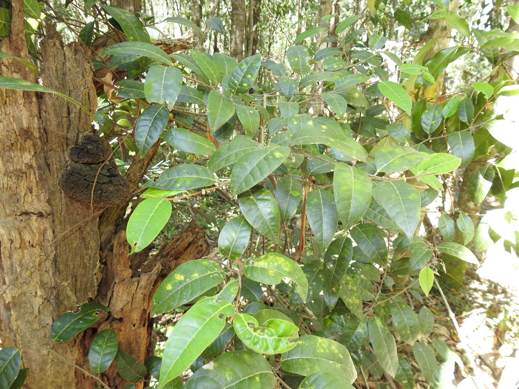 Burnie Vine from Tiaro, Queensland, Australia on September 10, 2021 at ...