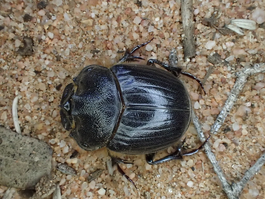 Fivehorned Dung Beetle in August 2021 by Mark Hura. Pretty sure this is ...
