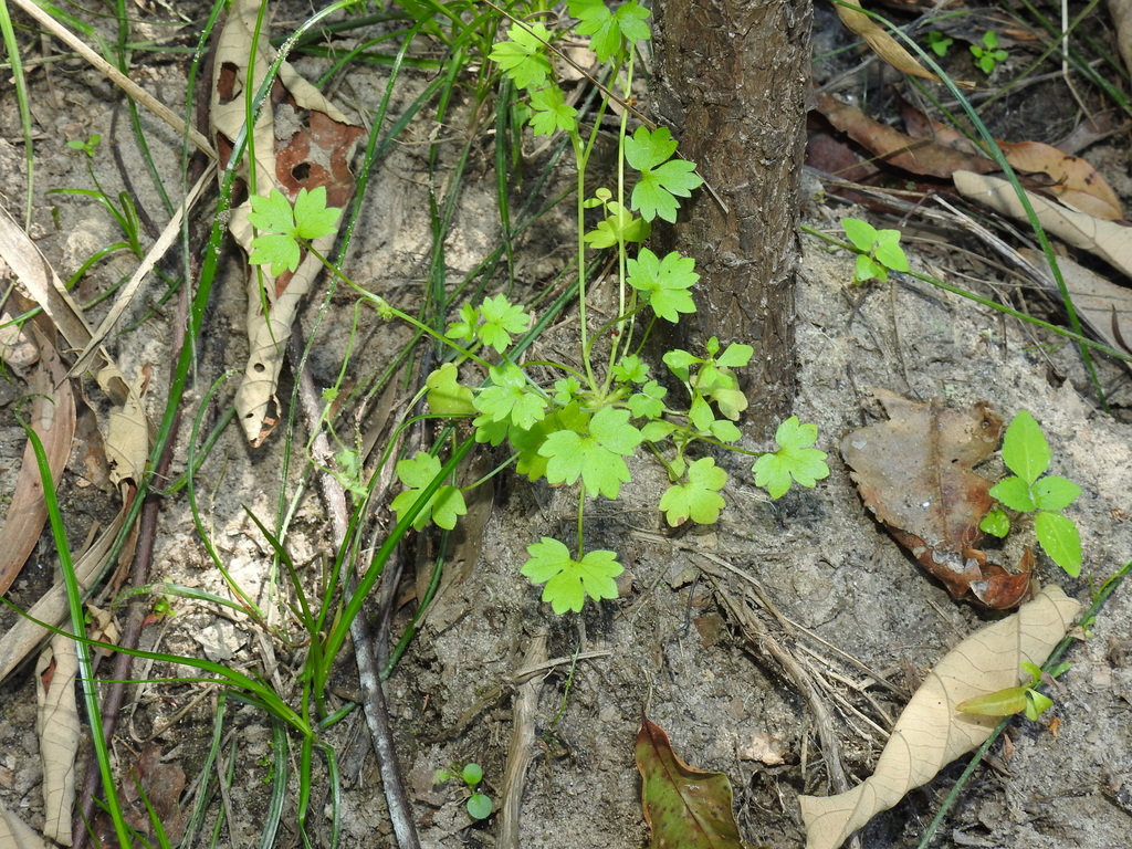 small-flowered buttercup from Bauple Forest QLD 4650, Australia on ...