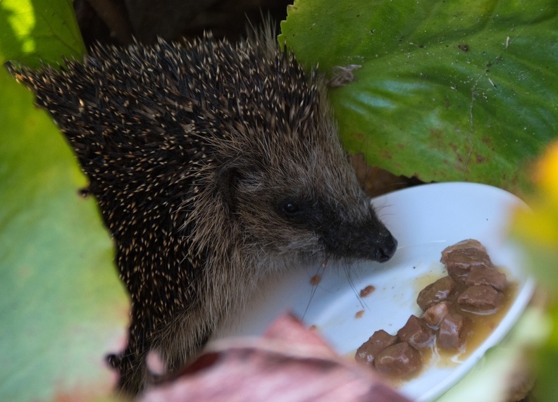 Common Hedgehog from Kalenberg, Meteren, Netherlands on October 23 ...
