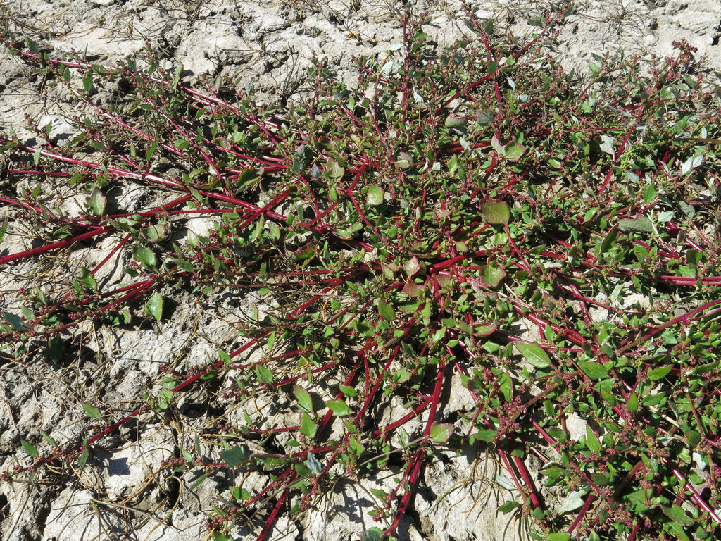 Oakleaf Goosefoot (Plants of Lathrop State Park) · iNaturalist