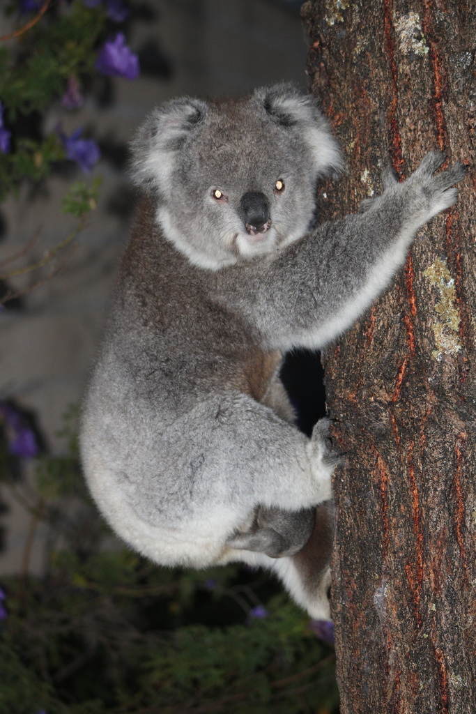 Koalas (Phascolarctidae) - Know Your Mammals