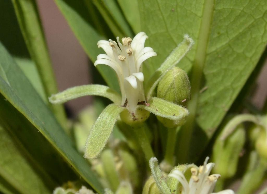gifblaar (Dichapetalum cymosum) - Botanical Realm
