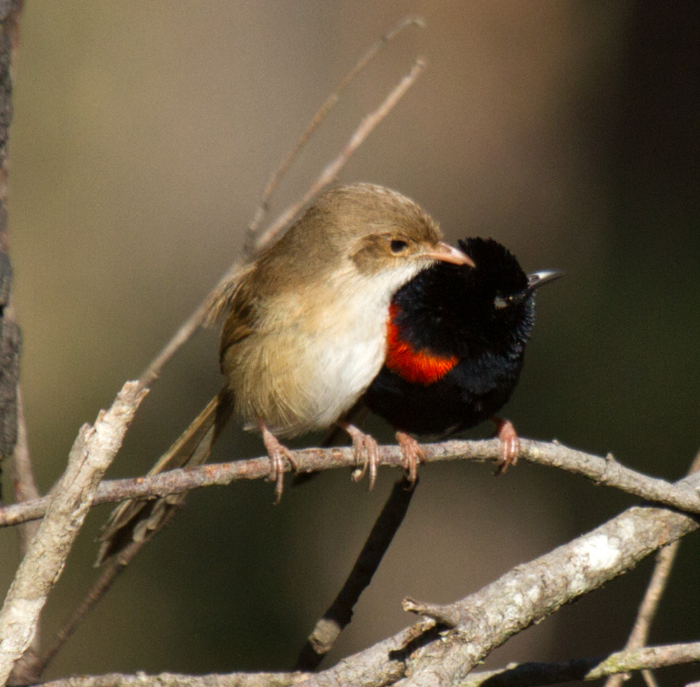 Red-backed Fairywren from Conondale NP--Monsildale Rd on August 1, 2021 ...