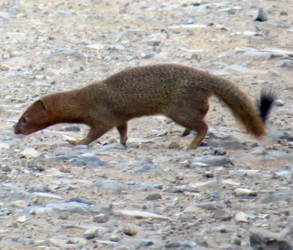 Common Slender Mongoose (Herpestes sanguineus) - Know Your Mammals