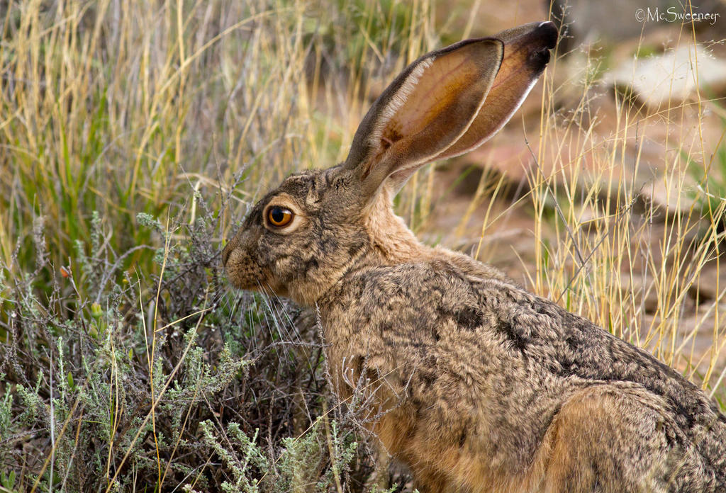 Cape Hare (Lepus capensis) - Know Your Mammals