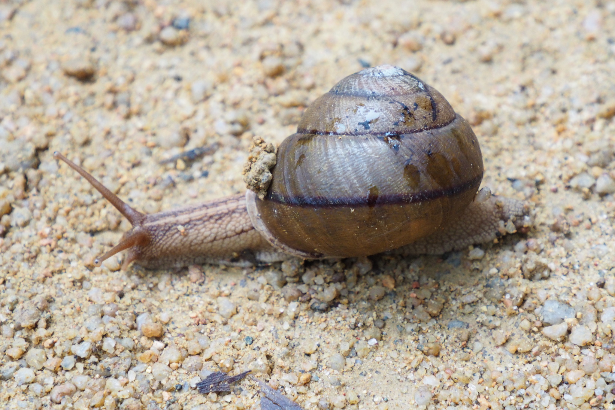 Camaena hainanensis (H.Adams, 1870)