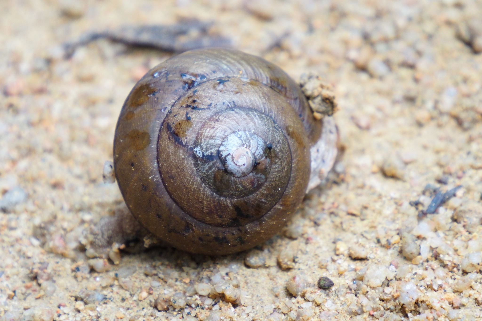 Camaena hainanensis (H.Adams, 1870)