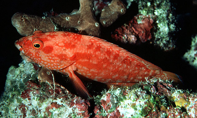 Strawberry Grouper (Cephalopholis spiloparaea) - Marine Life Identification