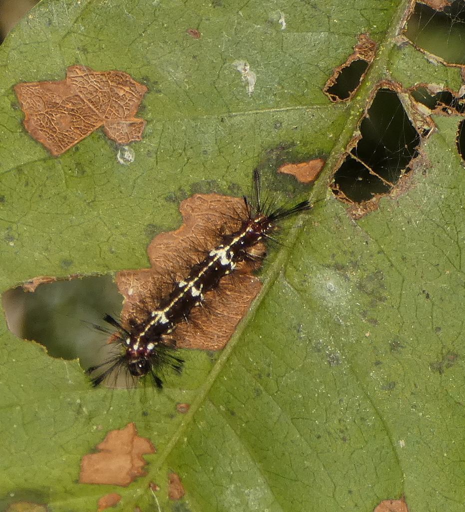 Butterflies and Moths from Zona rural de Paudalho - Pernambuco on ...
