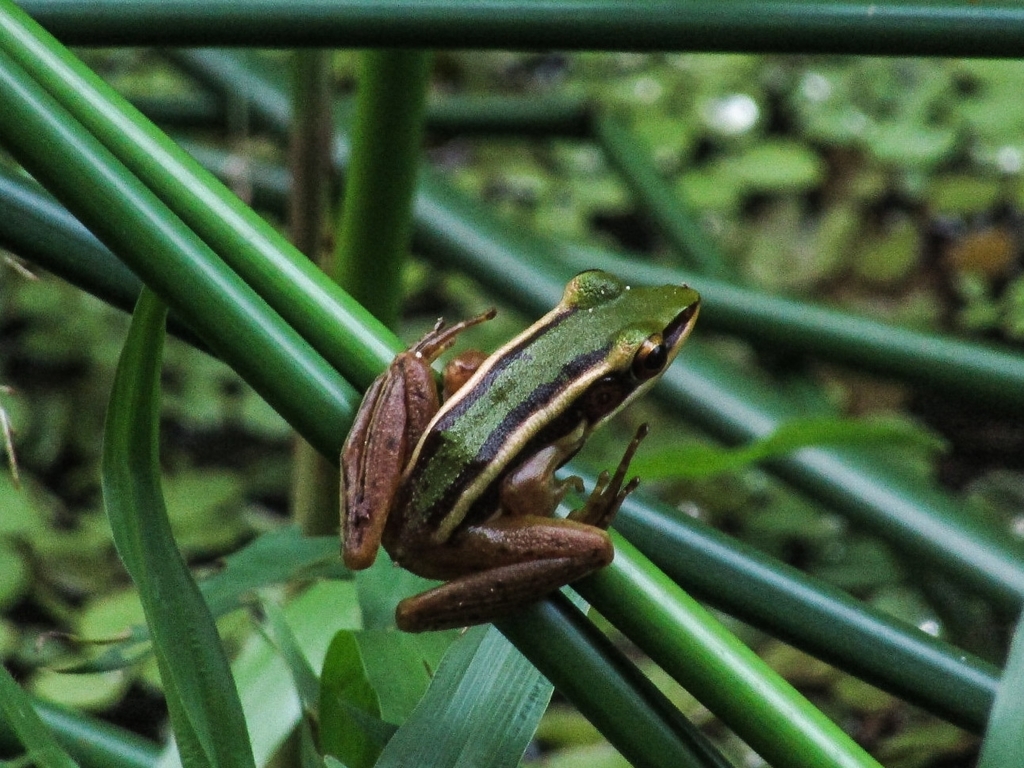 Green Paddy Frog from Windsor Nature Park on September 1, 2021 at 04:59 ...