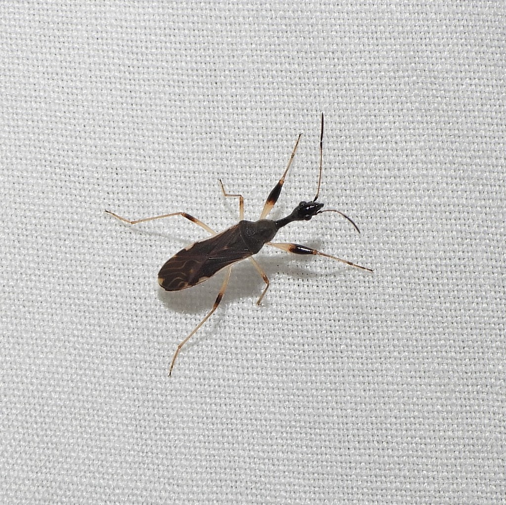 Long-necked Seed Bug from Fred Archibald Audubon Sanctuary on August 26 ...