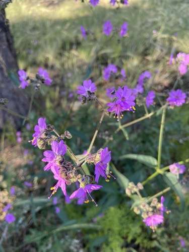 Observations by logan-berner · iNaturalist