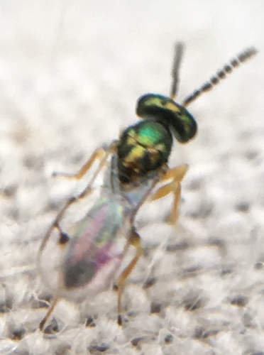 Familia Pirenidae · iNaturalist Mexico