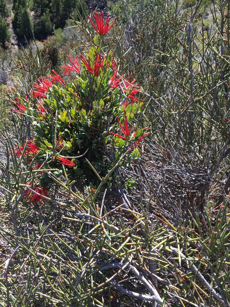 (Tristerix verticillatus) - Botanical Realm