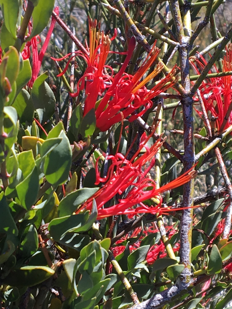 (Tristerix verticillatus) - Botanical Realm