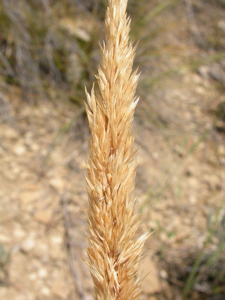 Plains Reedgrass from Harlowton, Montana, United States on July 29 ...