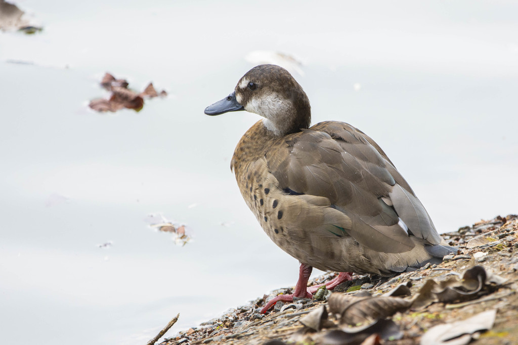 Brazilian Teal (Amazonetta brasiliensis) - Avian Discovery