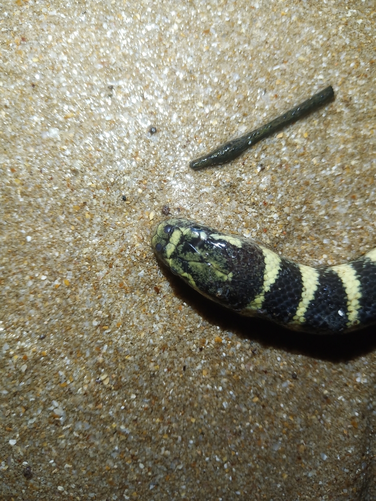 Annulated Sea Snake (Hydrophis cyanocinctus) - Snakes and Lizards