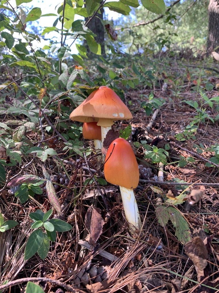 Jackson's slender Caesar from Shorty Howell County Park, Duluth, GA, US ...