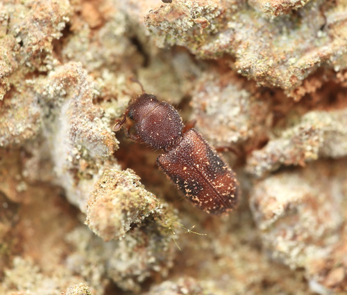 Genus Neoclerus · iNaturalist
