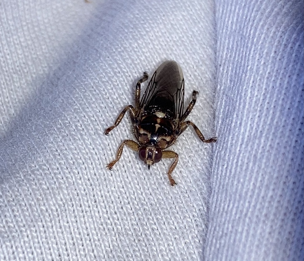 New Forest fly from Nisos Andikithira, Ποταμός, Πειραιάς, GR on ...