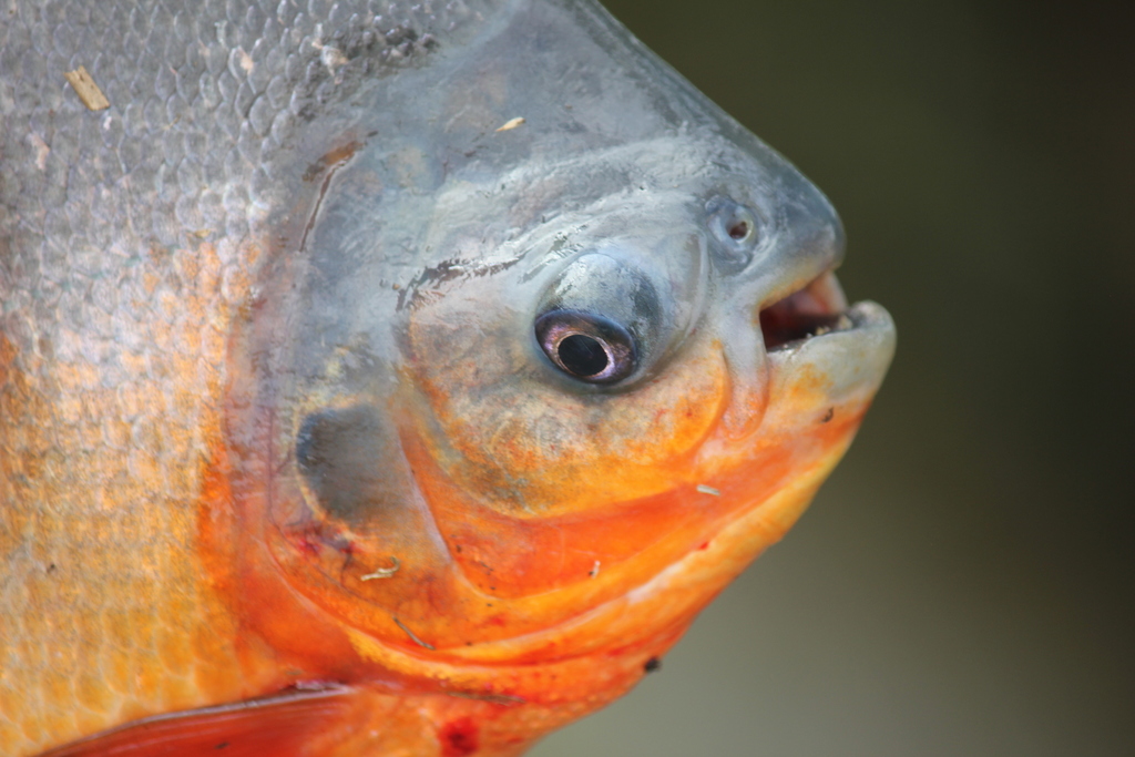 Red-bellied Pacu (Piaractus brachypomus) - Marine Life Identification